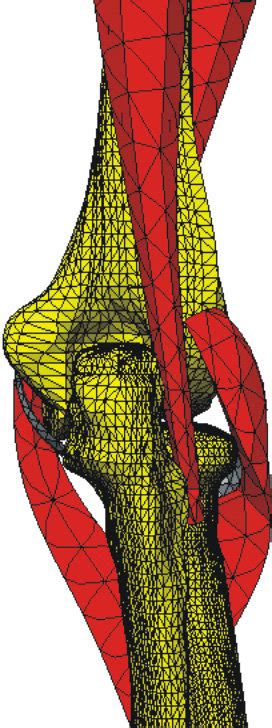 The Element Finite Structure For Human Upper Limb Details Download