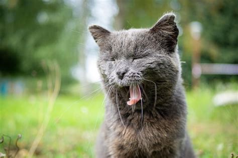 Premium Photo Beautiful Fluffy Cat Portrait On Summer Nature Background