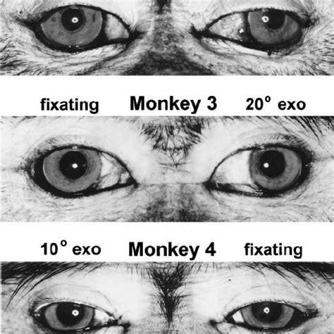 Schematic Diagram Of Macaque Striate Cortex Drawn As If One Were Download Scientific Diagram