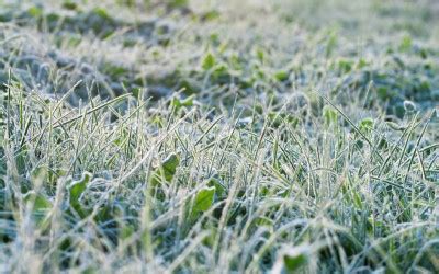What To Know About Lawn Frost In Florida