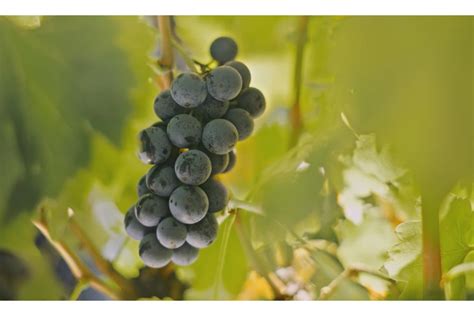 From Source To Supplement The Making Of Procydin® Value Added Life