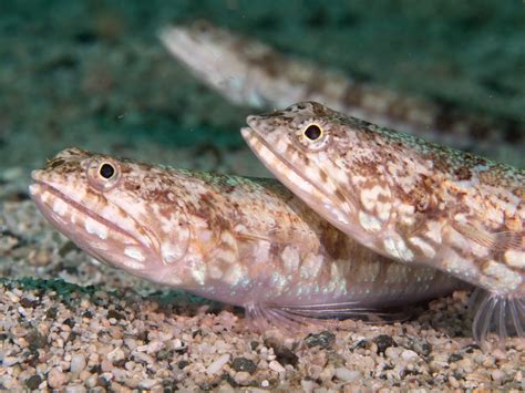 Variegated Lizardfish Synodus Variegates Red Sea Creatures