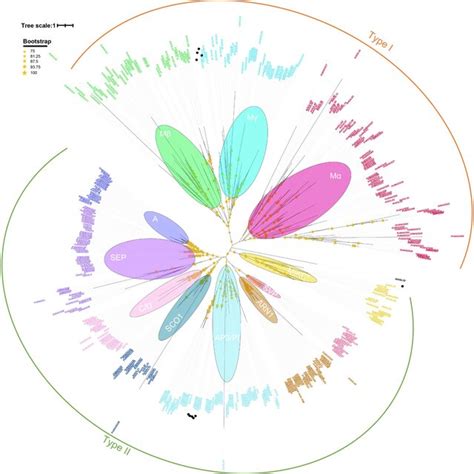 Phylogenetic Trees For Analysis Of Mads Box Protein Sequences In