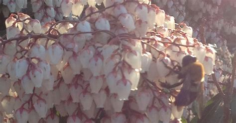 Olivia Cleans Green Spotlight On Baking Soda 12 Treat Bug Bites And 50