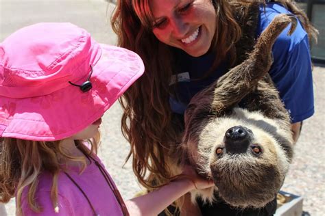 Discover The New Seaworld San Diego Orca Experience Socal Field Trips