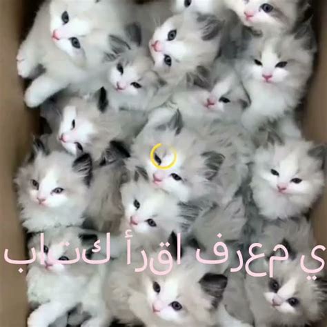 ماما😍 Youtube