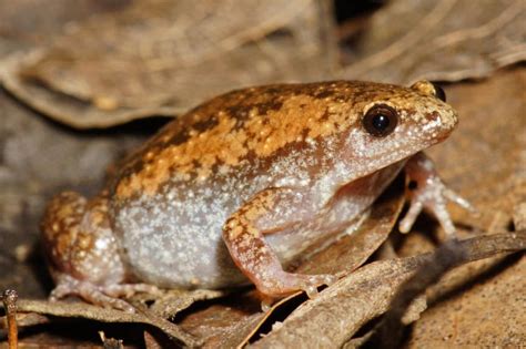 North Carolinas Weird And Wonderful Eastern Narrow Mouthed Toad The