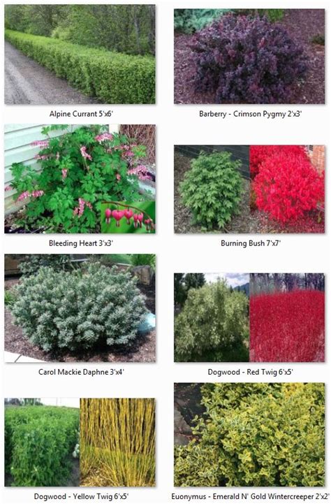 Deciduous Shrubs For Utah Landscaping Seasonal Color And Texture