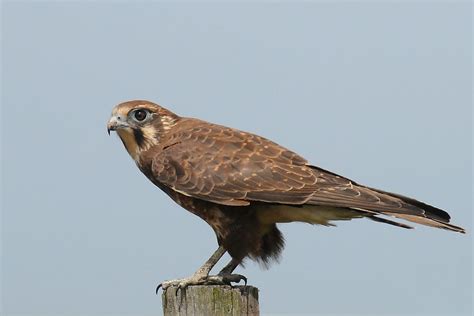 70 Types Of Falcons Pictures And Identification