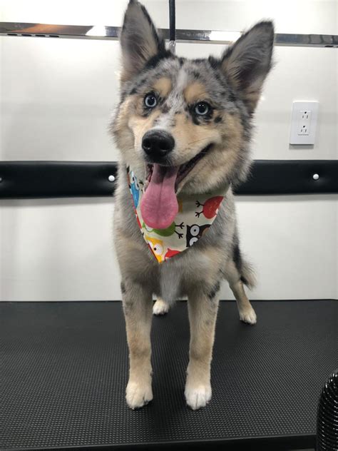 Mobile Pet Grooming Pembroke Pines Mobile Dog Grooming Near Me