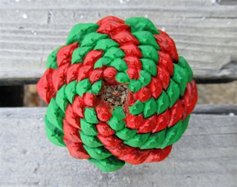 Pine Cones And The Fibonacci Sequence Awkward Botany