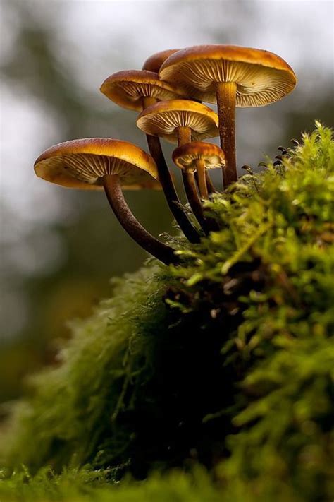 Paganka Stuffed Mushrooms Mushroom Pictures Mushroom Art