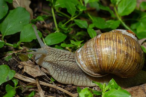 Helix Pomatia Juga Siput Romawi Siput Burgundy Siput Yang Dapat Dimakan