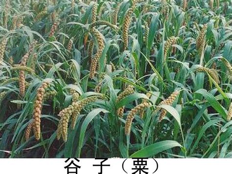 单子叶植物纲的分类word文档在线阅读与下载无忧文档 单子叶植物纲的分类word文档在线阅读与下载无忧文档