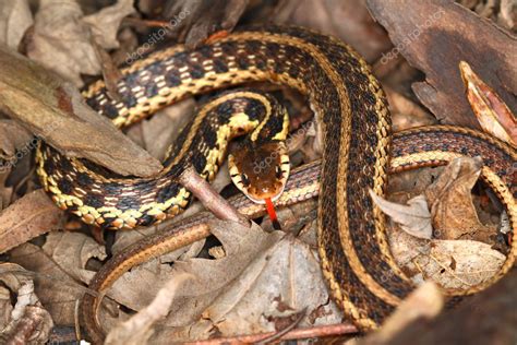 Garter Snake Thamnophis Sirtalis Stockfotografi Wirepec