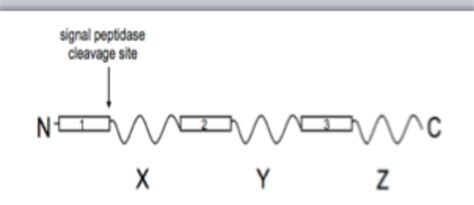 Bios 2114 Exam 3 Practice Quiz Flashcards Quizlet
