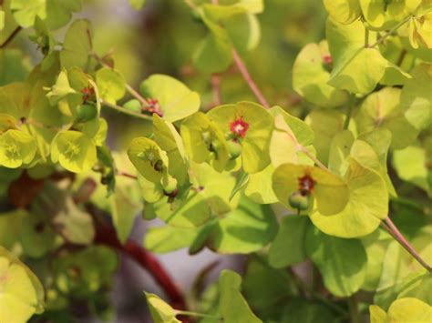 Rotblättrige Wolfsmilch 'Purpurea' - Euphorbia amygdaloides 'Purpurea ...