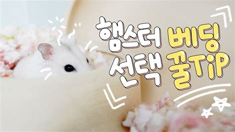 햄스터 베딩 얼마나 깔아 줘야 할까요 Youtube