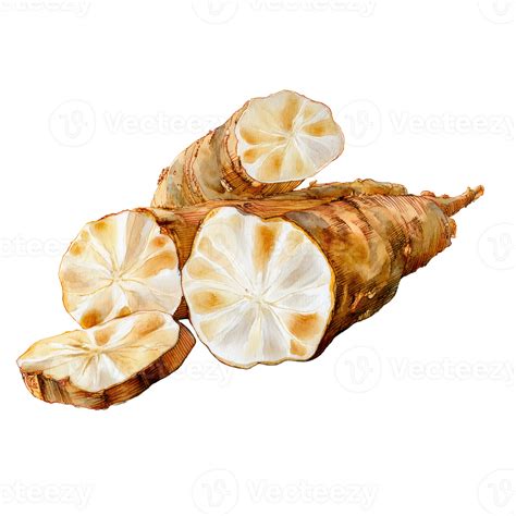 Watercolor Freshly Cut Galangal Root Showcasing Its Unique