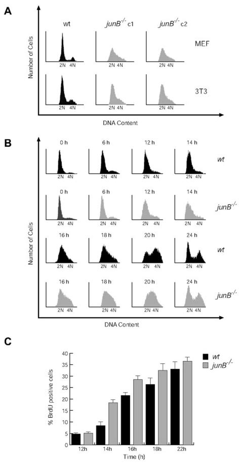 Altered Cell Cycle Profile Of Junb Fibroblasts A Analysis Of Cell