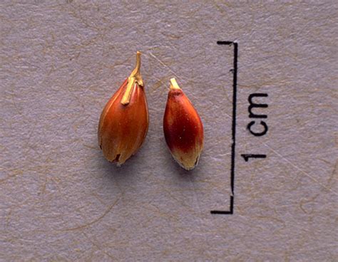 Seed Identification Flashcards Quizlet