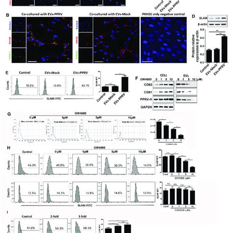 Pprv Associate Extracellular Vesicles Promote Pprv Replication In The
