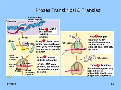 Proses Transkripsidantranslasidnappt