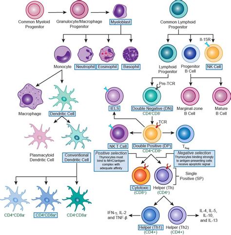 Differentiation Of Hematopoietic Cells Medical Laboratory Science