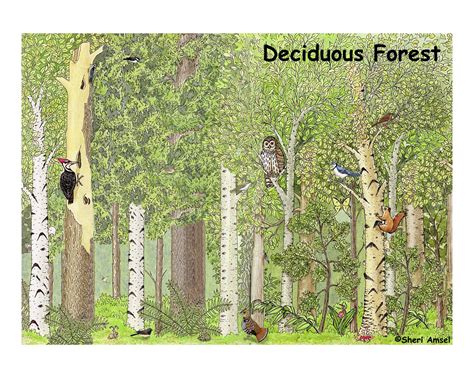Deciduous Forests