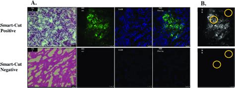 Representative Frozen Section Slides From Pre Clinical Experiment A Download Scientific
