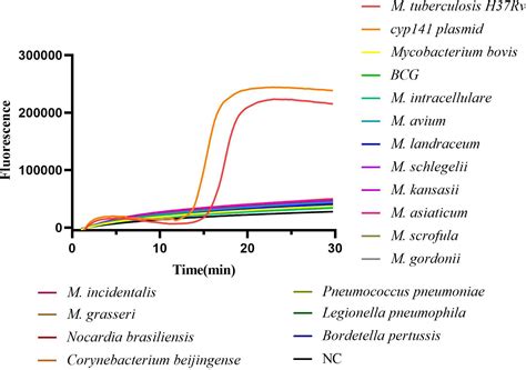 Mycobacterium Bovis