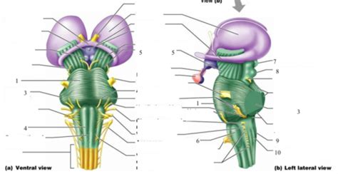 Neuroscience Quiz 7 Brainstem Cranial Nerves Anatomy Flashcards Quizlet
