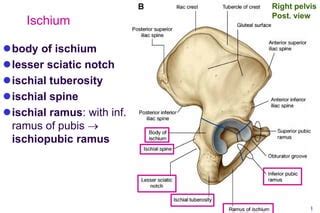 Bone Limb Lowerosteology Of Lower Limb Pdf