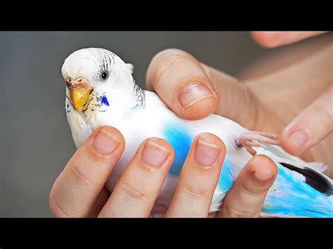 Why Is My Budgies Foot Not Gripping Causes And Solutions Rare