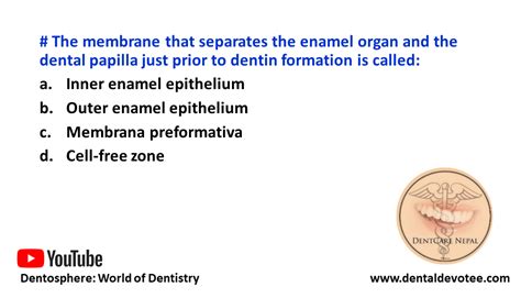 The Membrane That Separates The Enamel Organ And The Dental Papilla Just Prior To Dentin