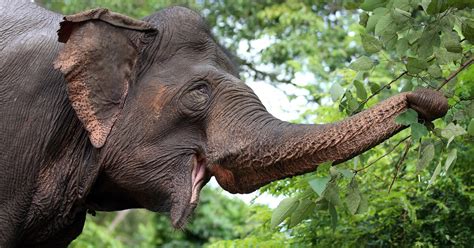 Elefantes En Libertad Un Proyecto Para Acabar Con El Abuso Animal Del