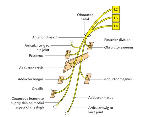 Easy Notes On 【obturator Nerve】learn In Just 4 Minutes