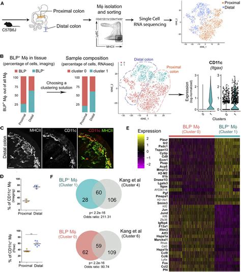 blp mvs have distinct transcriptomic profile and express cd11c as a