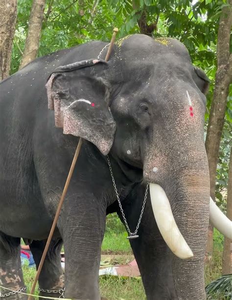 Pampady Rajan Youtube