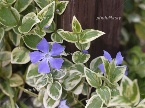 Photolibrary