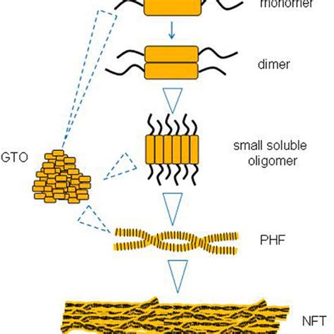 A Putative Sequence Of Events In Tau Aggregation Into Neurofibrillary