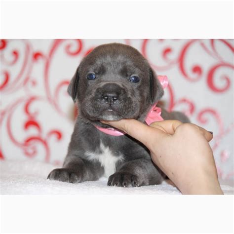 Продам/купить щенки кане корсо, цуценята кане-корсо, корсики - Полтава ...