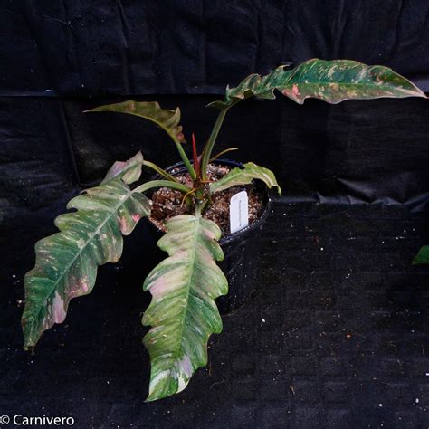 Philodendron Ring Of Fire Carnivero