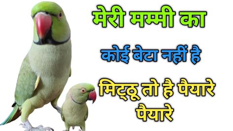 मम्मी पापा बोलने वाला तोता मम्मी का कोई बेटा नही है मिट्ठू तो है
