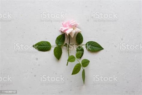 핑크 로즈 컷 꽃은 회색 빛 배경에 놓여 있습니다 하얀 탁자 위에는 아름 다운 장미가 하나 있습니다 Minimalism 그의