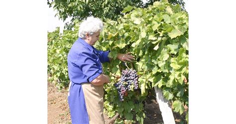 До 13 юли МЗХ очаква предложения по реда за финансова помощ по лозарската програма Български