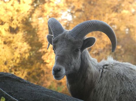 角に注目！！～オス編2～オオきなツノのヒツジの日記｜ブログ金沢動物園公式サイト｜公益財団法人 横浜市緑の協会