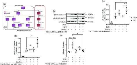 Elevated Bcaa Catabolism Reverses The Effect Of Branched Chain
