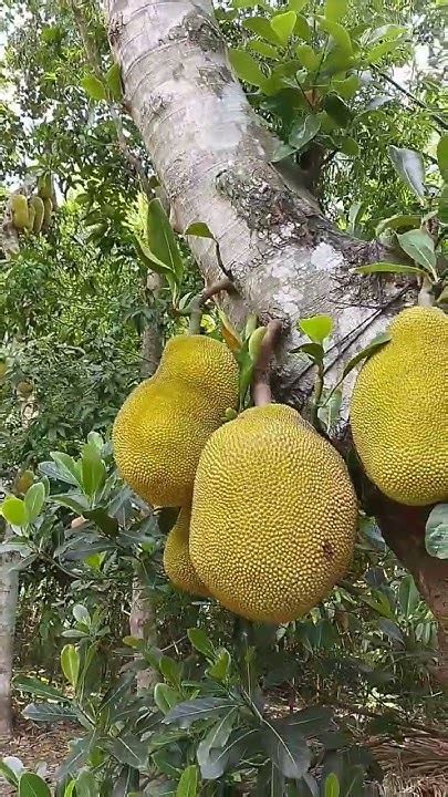 মাশাআল্লাহ কোরআন তেলাওয়াত অসাধারণ লাগে। Reels Qurantilawat Youtube