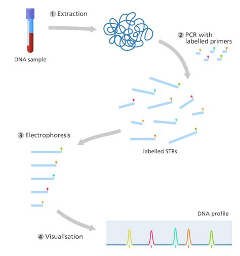 DNA Fingerprinting How Is DNA Fingerprinting Used To Identify A Criminal